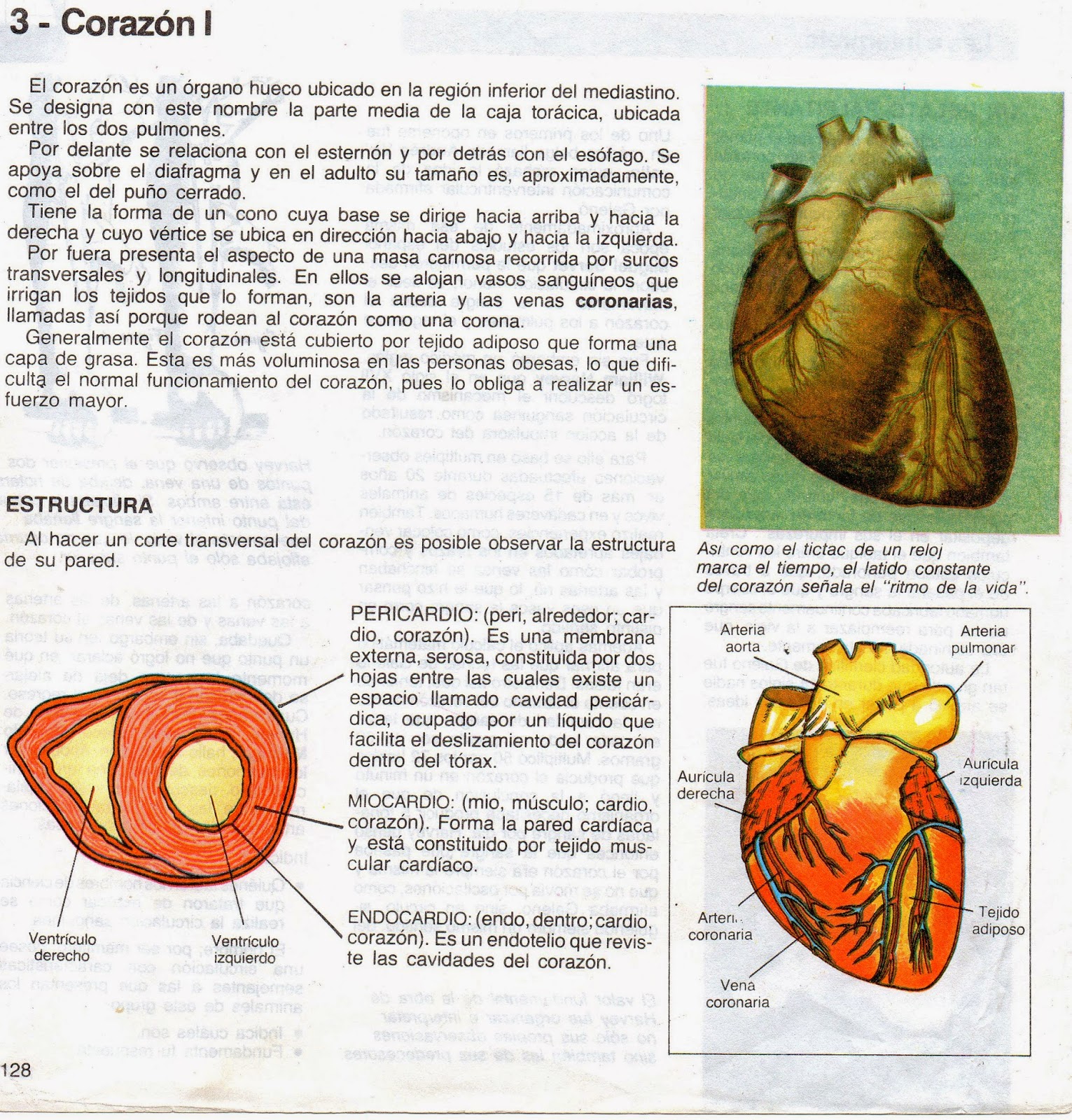 SISTEMA CIRCULATORIO: ACTIVIDAD N°1 - C : CORAZÓN