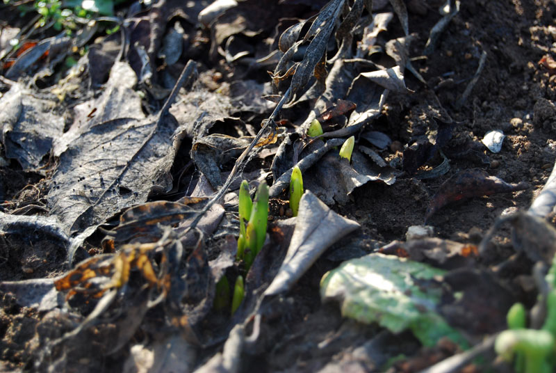 Plante de gradina si decoratiuni