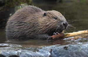 The European beaver | Facts About All