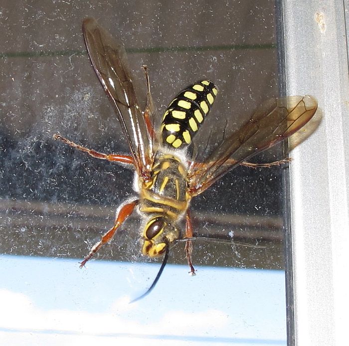 Esperance Fauna: Flower Wasp - Tiphiidae - Hemithynnus sp.