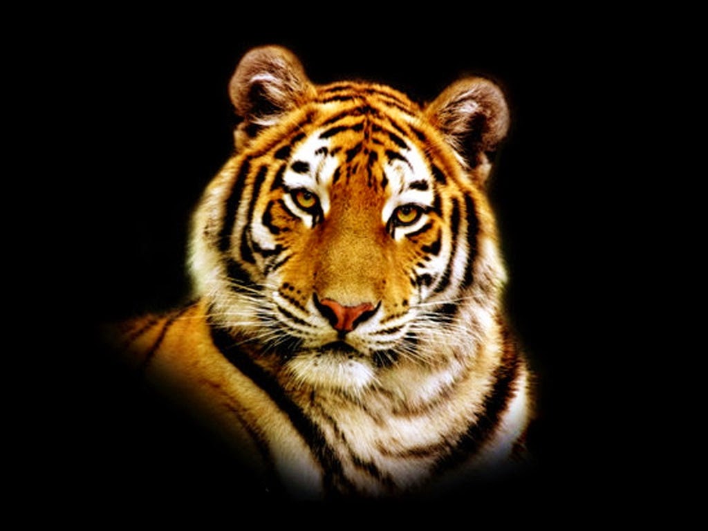 Stocks de tigres - Tudo Para Montagens