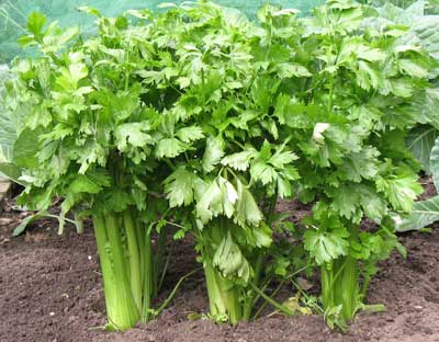 Celery - Fruits And Vegetables