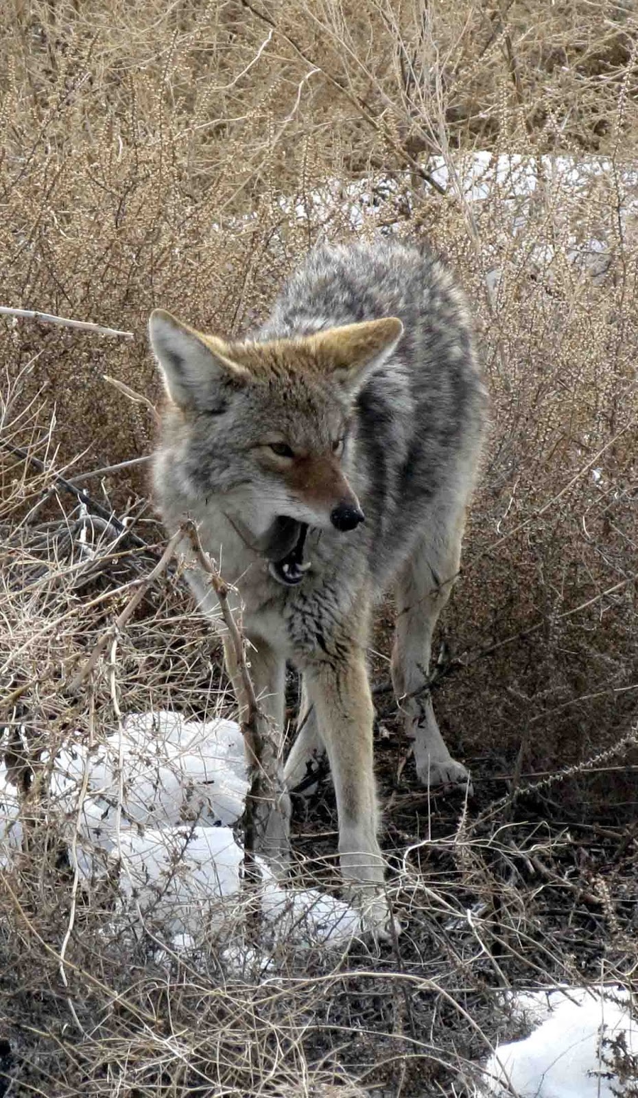 The 2014 Utah Adventure: Feb 2- Coyotes Close-up
