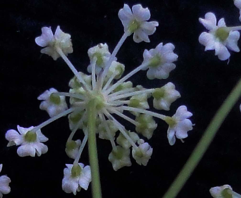 Slatsz' Wildflower Walks 2012 - two: July 17, 2012 - white knapweed ...