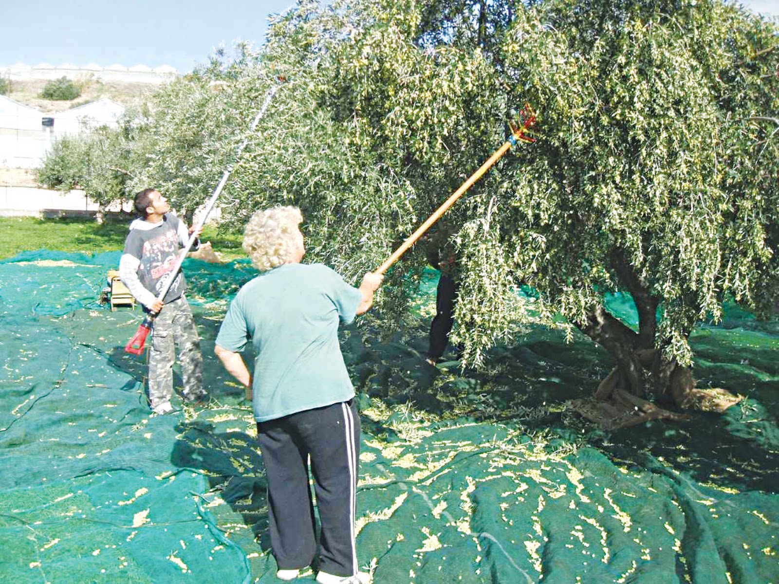 Το Blog του Ναυαγού : ΕΛΑΙΟΛΑΔΟ: Χρήσιμες οδηγίες για όλα τα στάδια ...