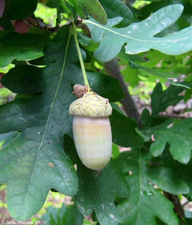 Sangrando en verde: Quercus híbrido de Polonia