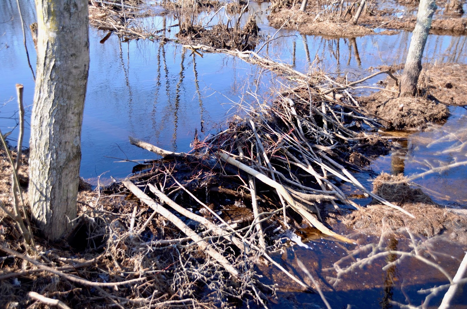 Urban Wildlife Guide: Beaver Dam