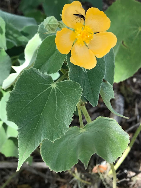 Window on a Texas Wildscape: I love mallows (plus a surprise)
