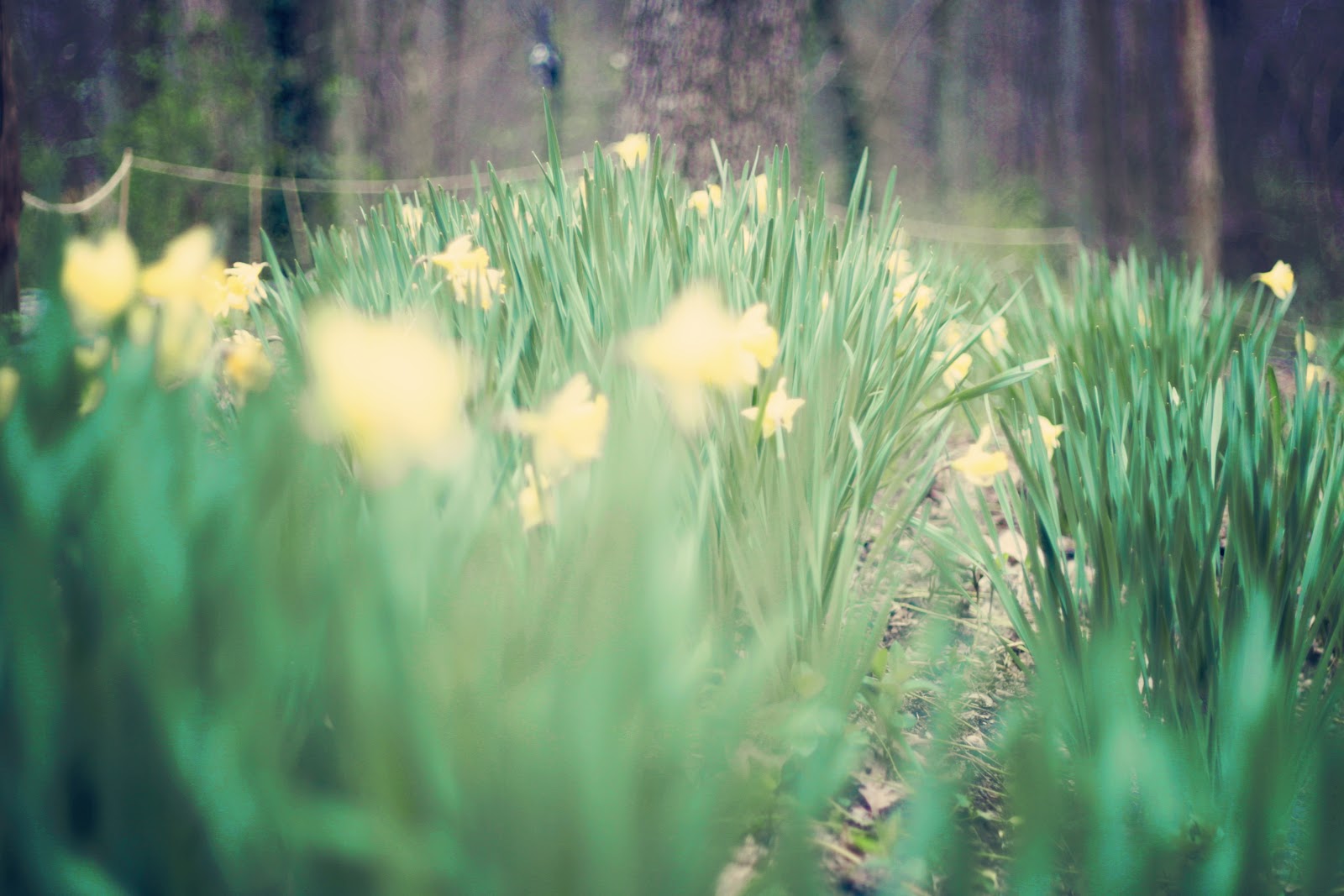 Growing Within : The Food Blog: Can you name this plant/weed?