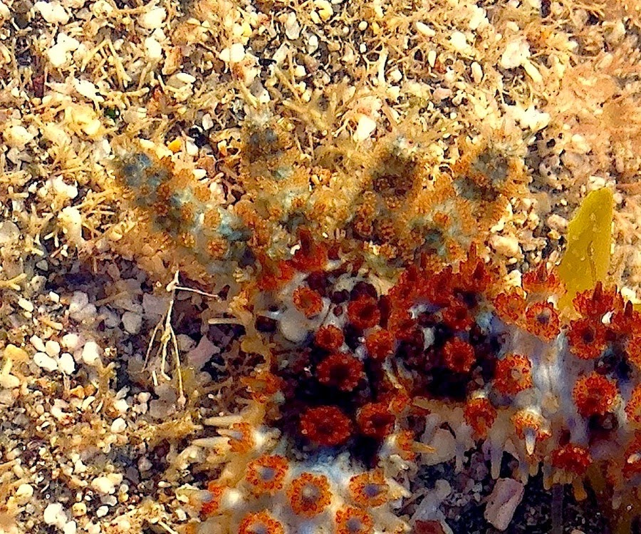 Rafael Microfauna Marina: Estrella de espinas finas (Equinodermos ...