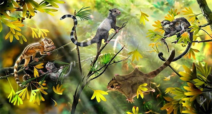 Jochen Ebmeiers Realien: Der Mensch stammt vom Eichhörnchen ab.