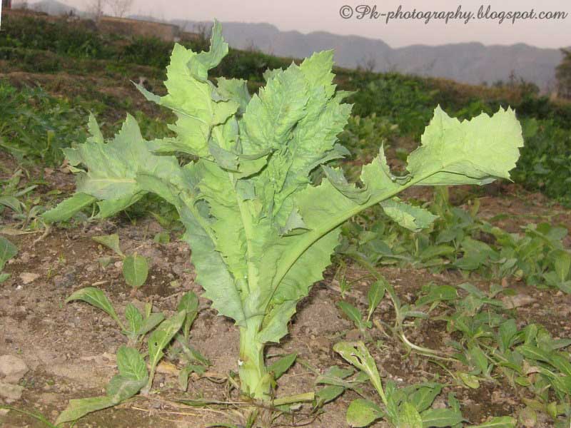 Opium Poppy Plant, Flowers and Seed Pods | Nature, Cultural, and Travel ...
