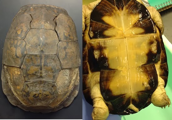 Biology of the Reptilia: Lab #2: Testudines (Nick Spies and Alex Murray)