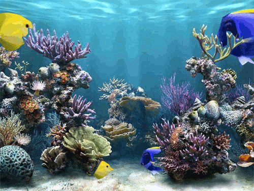 El blog de jlga: PECERAS