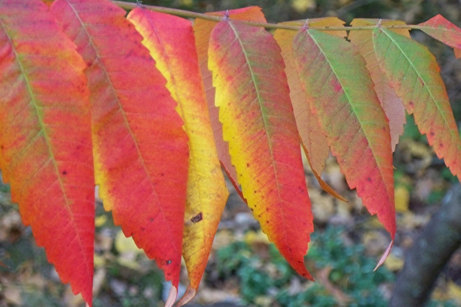 PlantPostings: Plant of the month: Staghorn Sumac