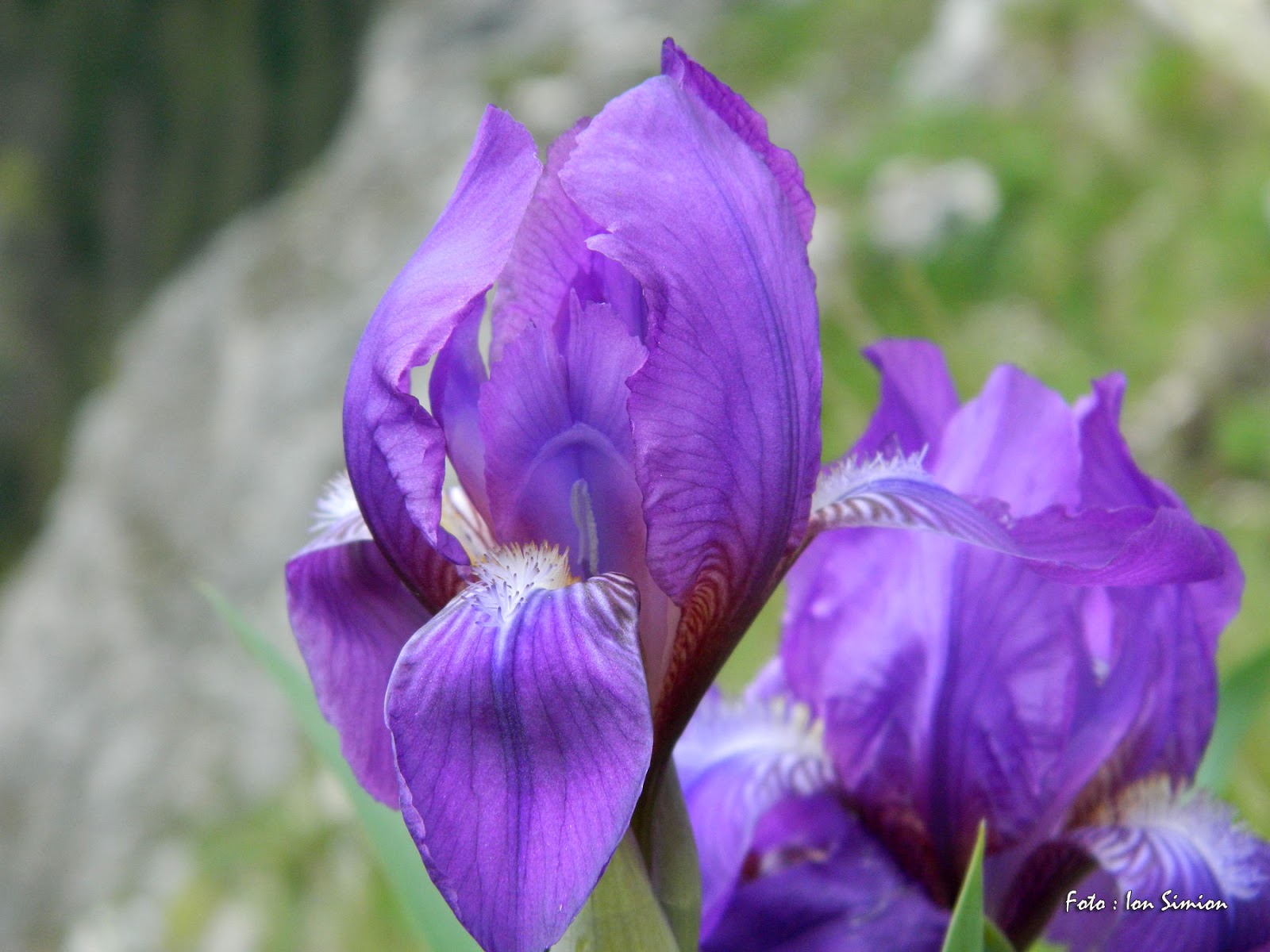 De vorba cu mine însumi: Flori de munte - Stânjenelul (irisul) bărbos
