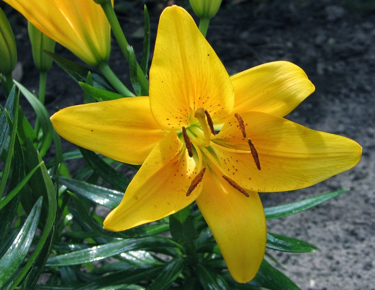 Riflessi: IL GIGLIO SELVATICO GIALLO