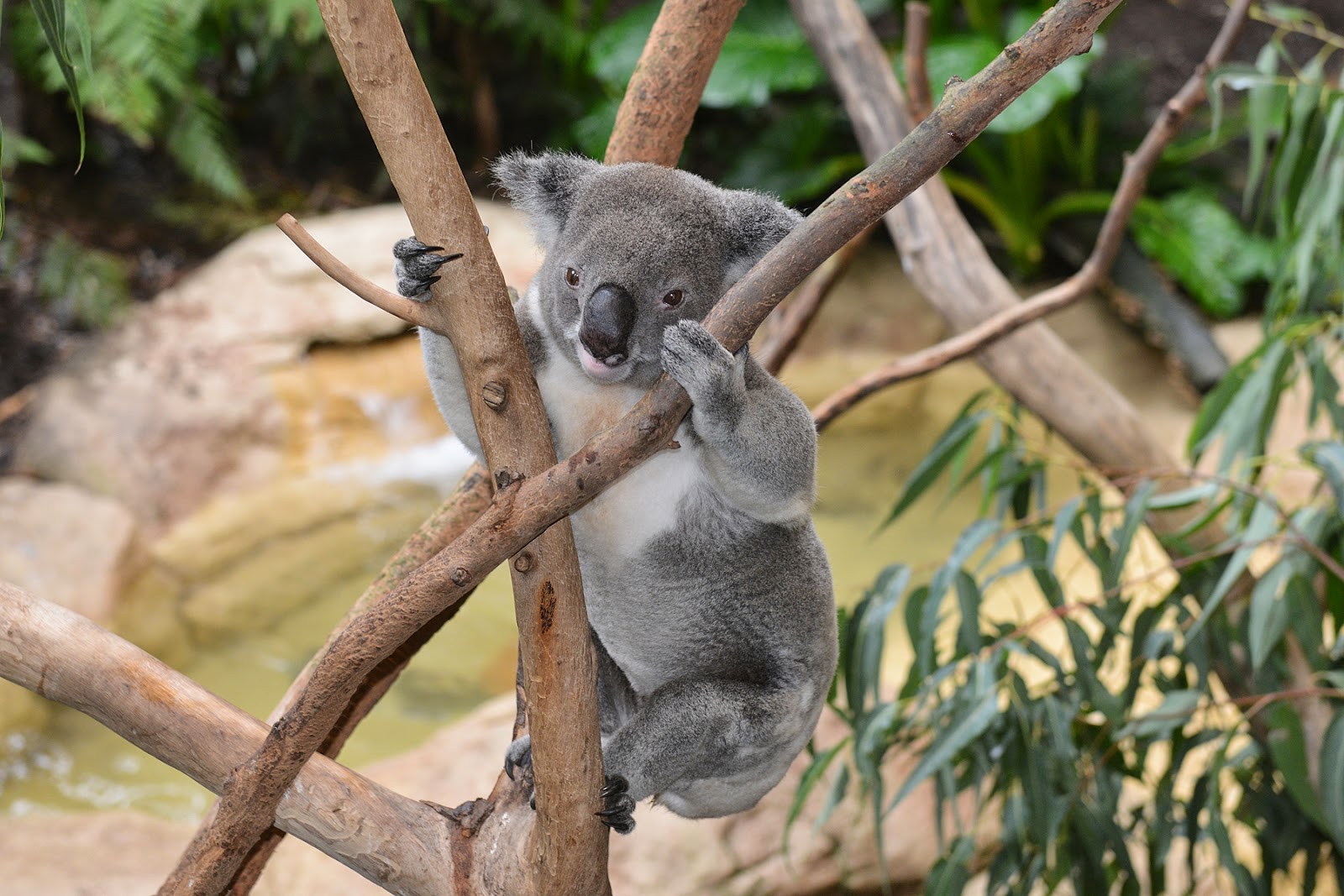 Small Animal Talk: Why does animal welfare matter in veterinary education?