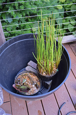 Native Plants with Adams Garden: Building a Container Water Garden