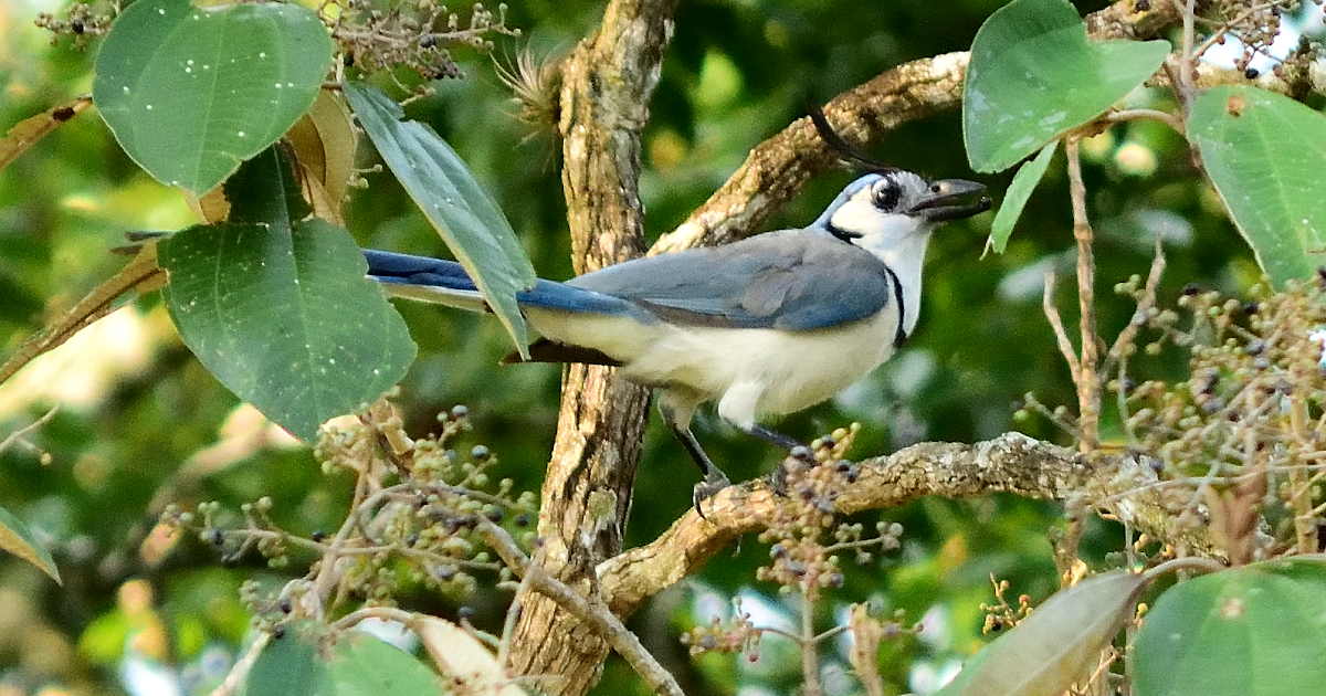 White-throated Magpie-Jay