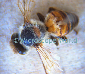 Microscope World Blog: Insect under the Microscope