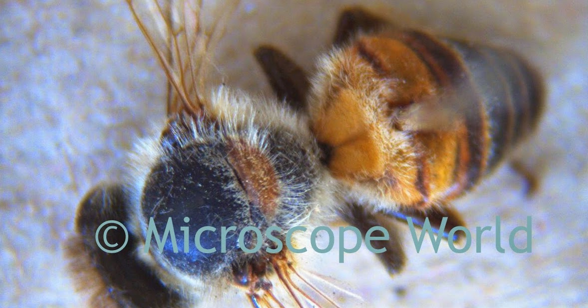 Microscope World Blog: Insect under the Microscope