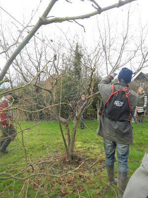 Ightham Mote Cobnuts Project: Learning to prune cobnut trees