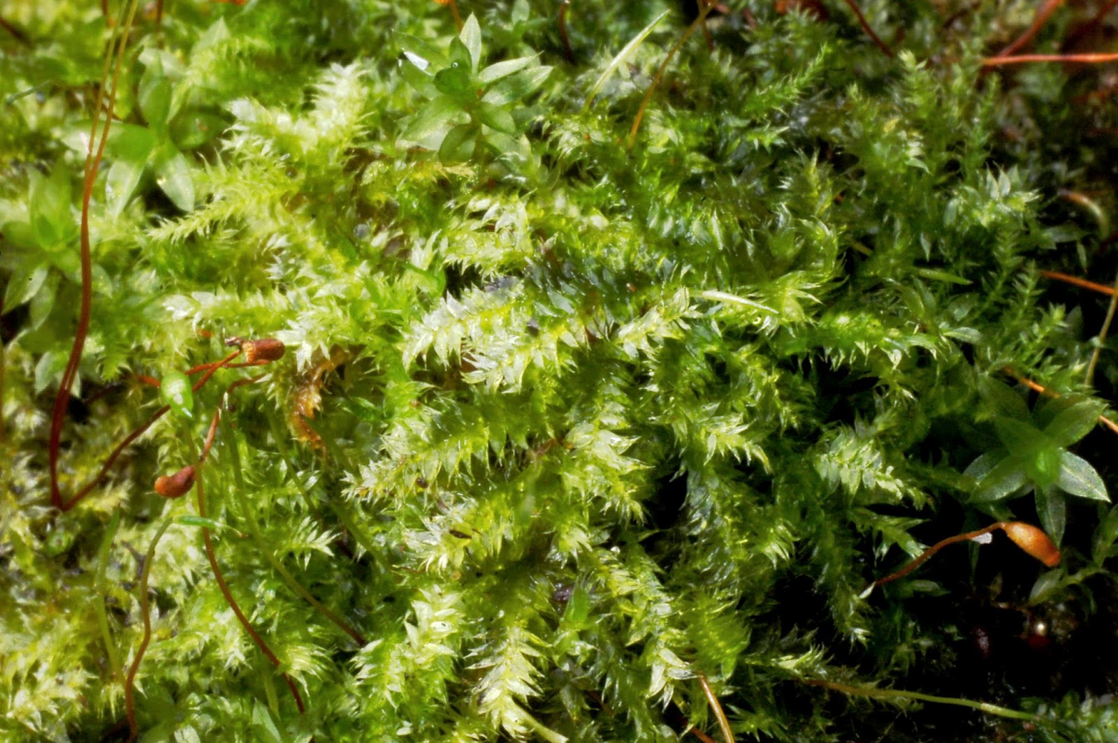 Unveiling the Secrets of Isopterygium Moss: A Journey into Plant ...