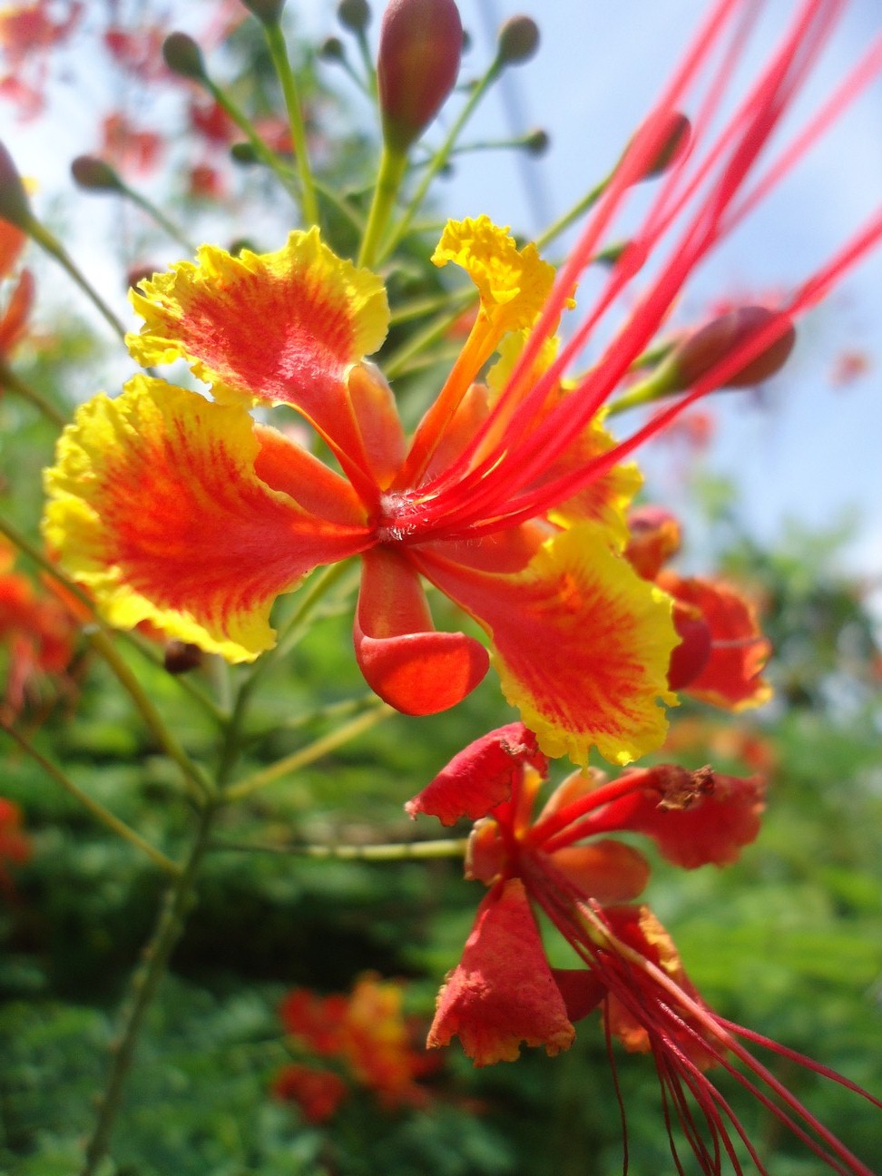 WALLPAPER BUNGA MERAK ROMANTIS - Rumah Daun Muda