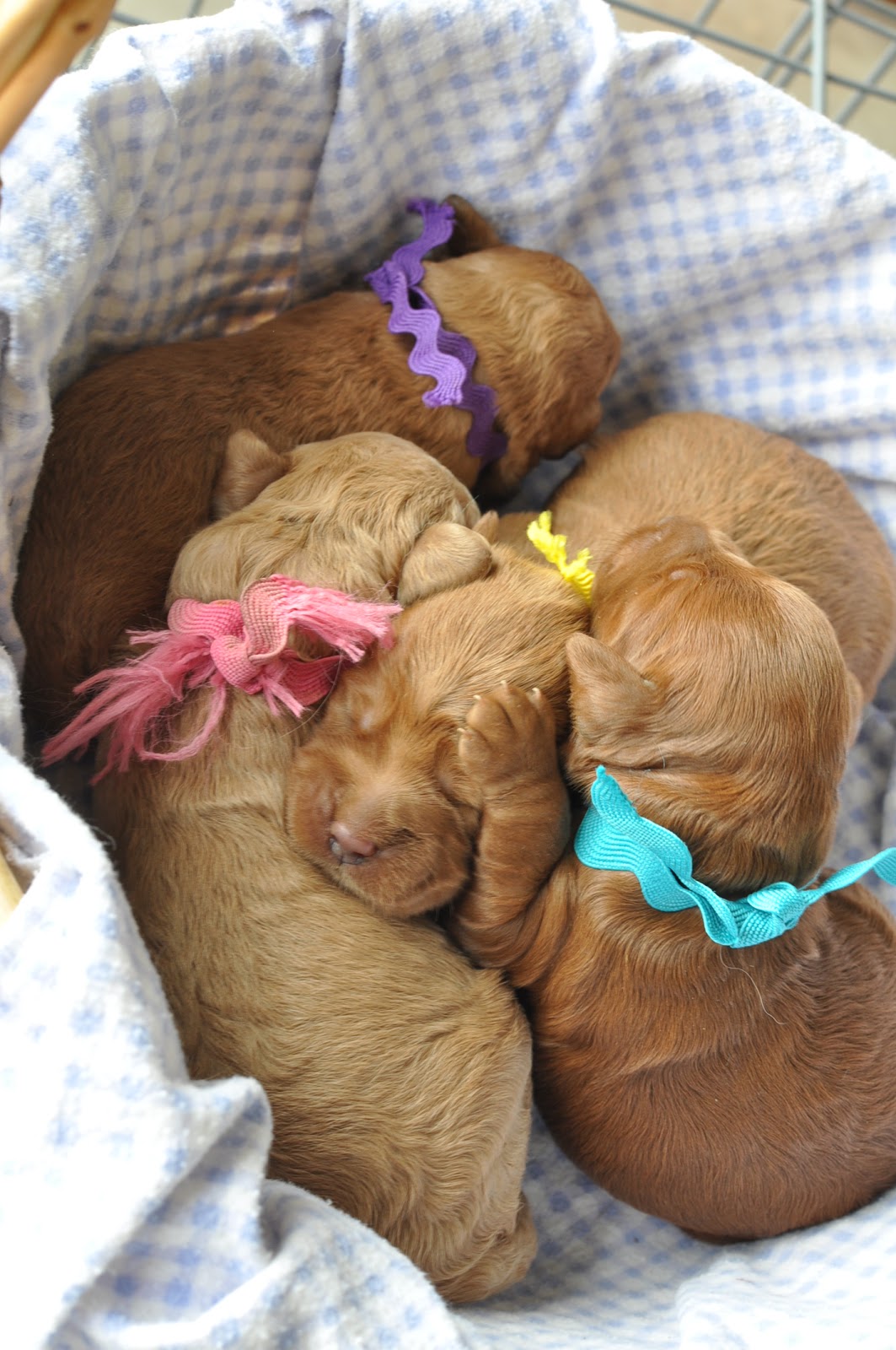 Faithful Doodles: 1 Week Old F1B Labradoodles! | Southern California ...