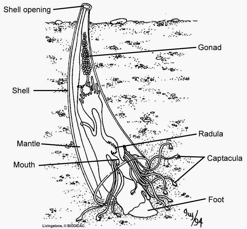 Phylum Mollusca: July 2014