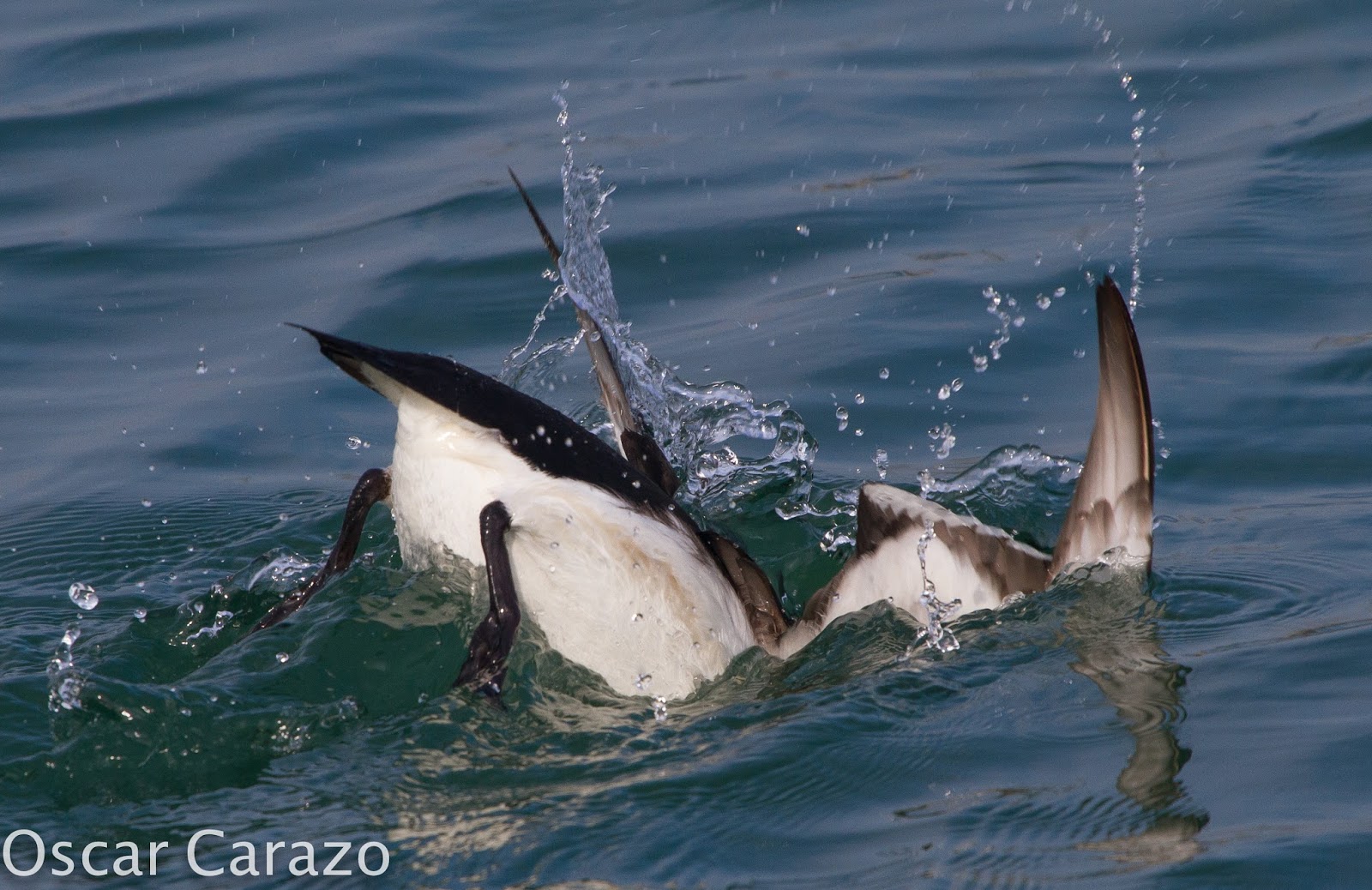 AVESANTURTZI: ALCAS EN EL ABRA DE BILBAO
