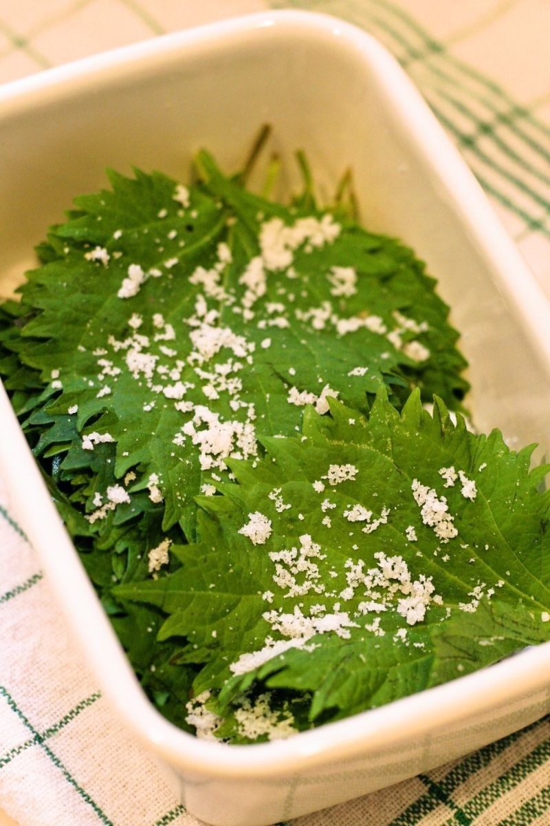 Perfectly imperfect : Salted Shiso Leaves