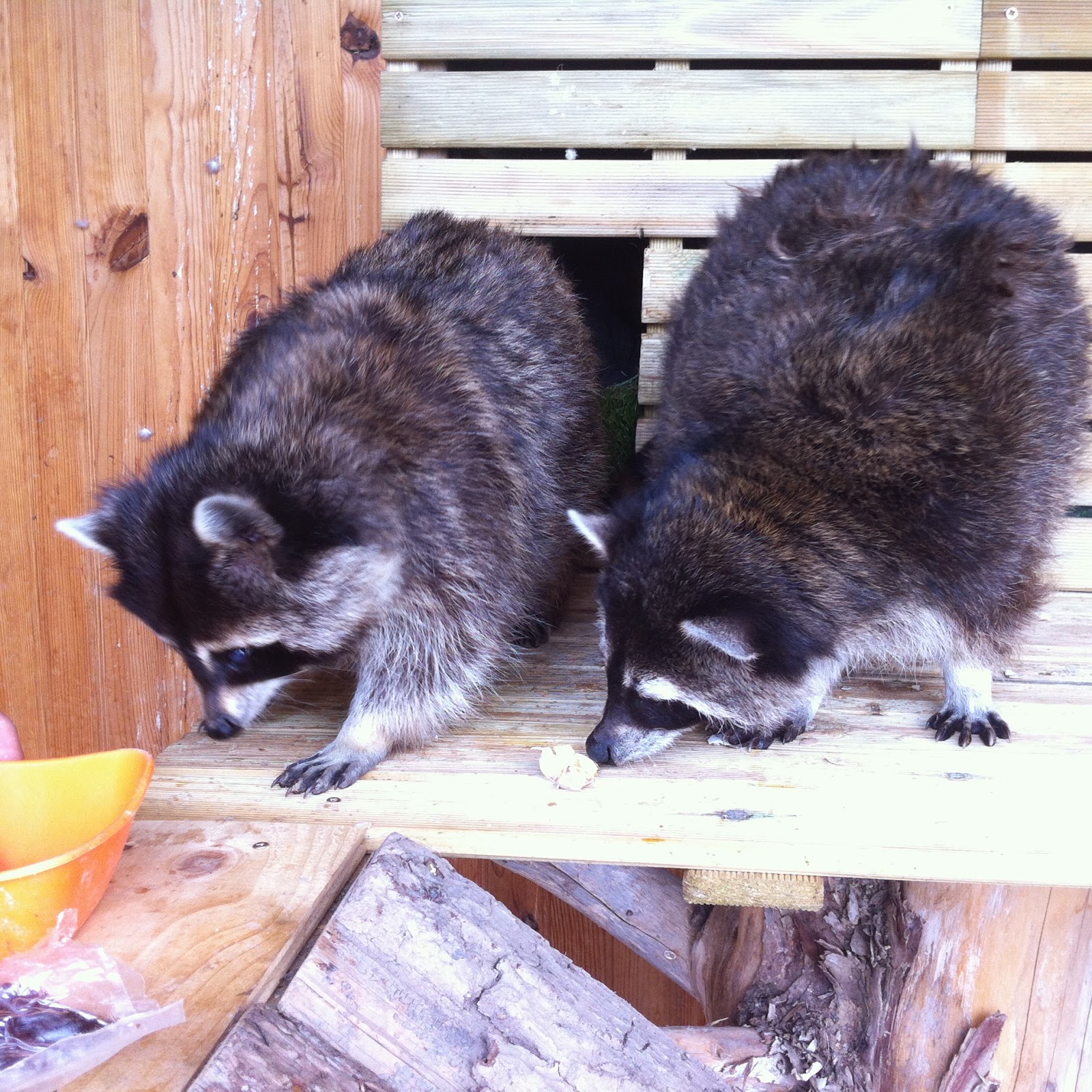 IRIS Y SUS ANIMALES: MIS MAPACHES GUAPOS