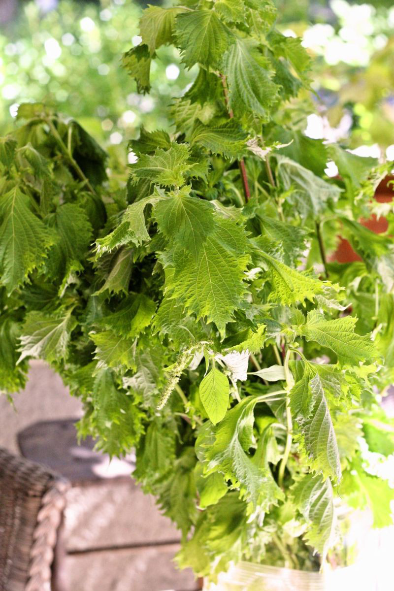 Perfectly imperfect : Salted Shiso Leaves