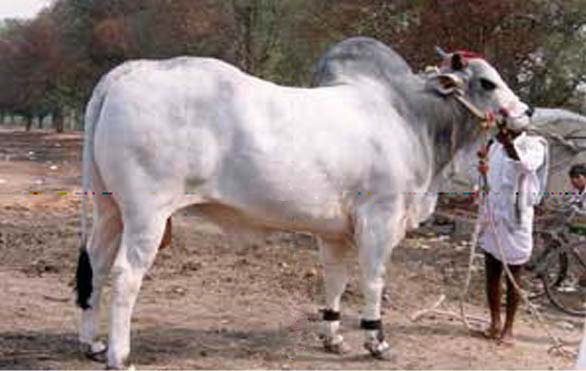 Ciri Ciri Dan Tipe Sapi Sumba Ongole (SO) | Info Bagus