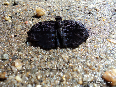 Pa Namby: In search of the most rare Nimphalid of the Atlantic Forest ...