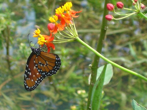 Associação Meditar de Cuiabá/MT: Shushogi – Significado da Prática ...