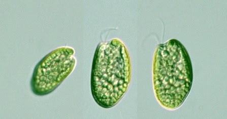 Plant Life: Cryptomonads