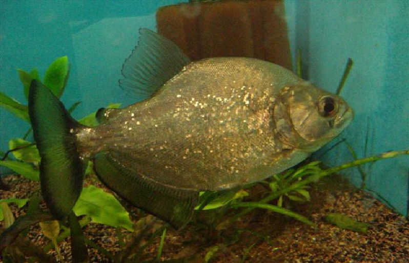 Ini Dia Tips Cara Merawat Ikan Piranha Di Akuarium yang Sangat Mudah ...
