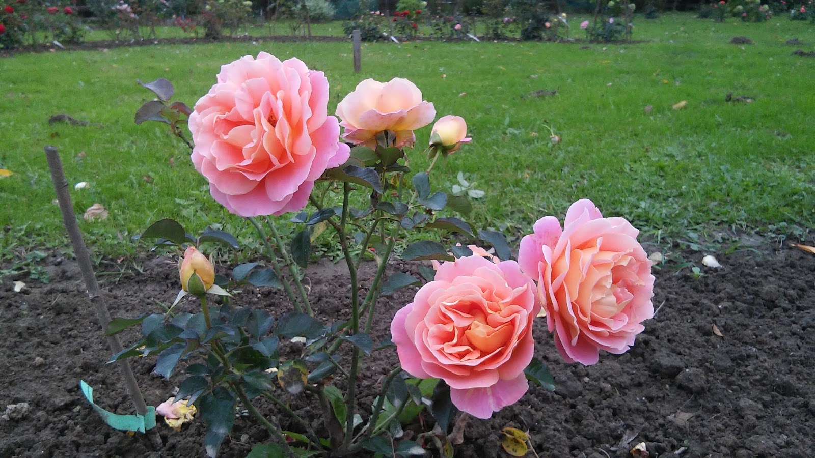 Ranczo Elma: Róża (Rosa) Alpine Sunset