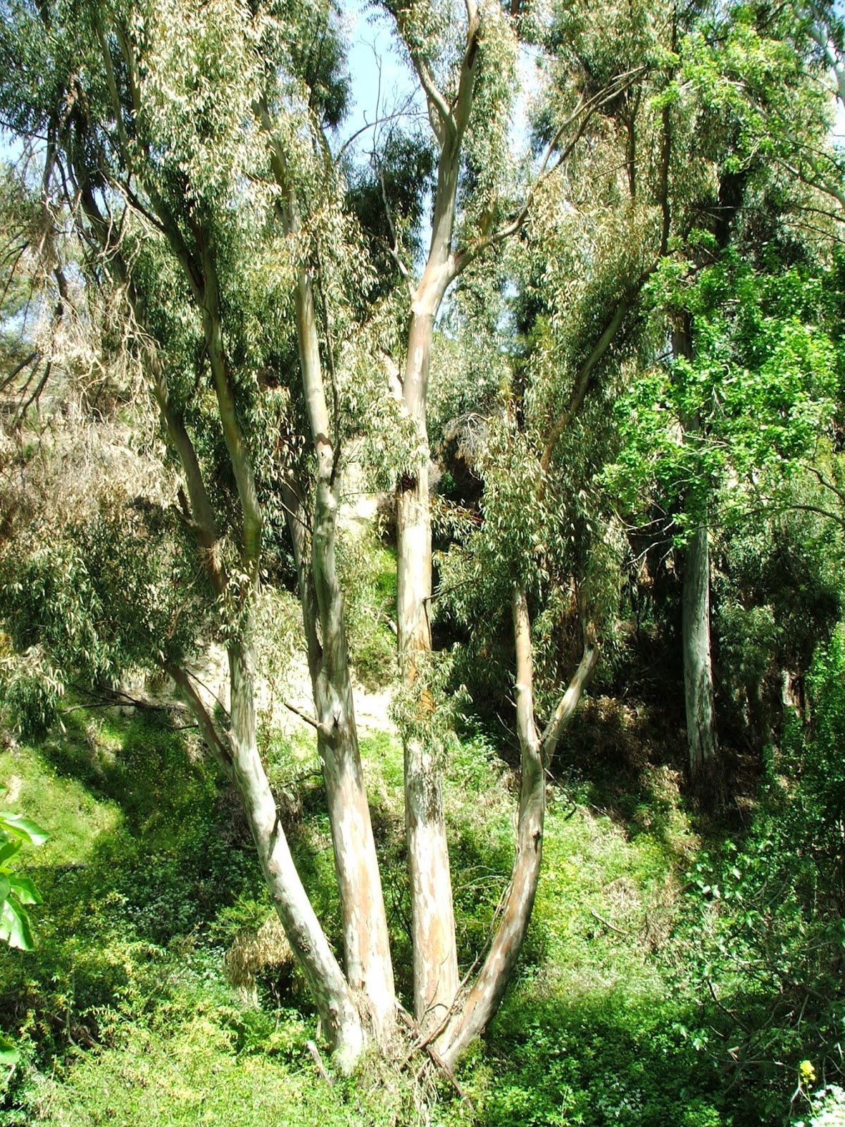 Safed dreams -- Like Living in a Picture