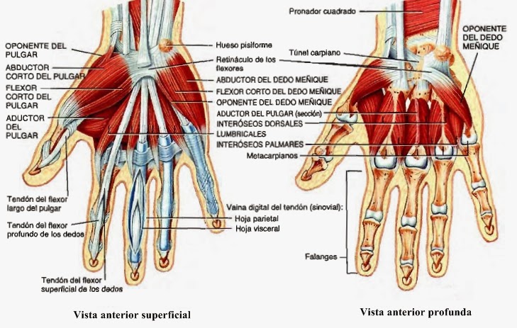 Músculos del miembro superior - Anatomía humana general