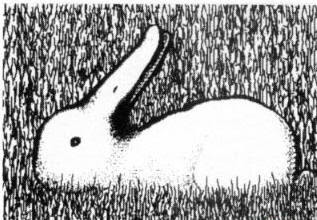 WEIRD NEWS: Awesome Duck and Rabbit Illusion