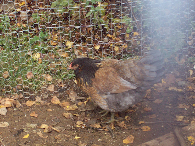 My Chicken And Egg Journal: They are 22 and 23 and half week old ...