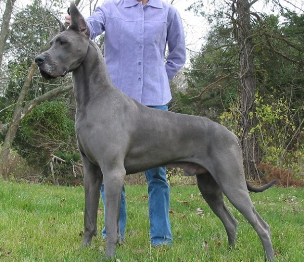 MorsoRosso: STORIA & STANDARD ALANO