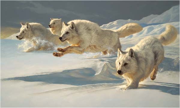White Wolf : Greg Beecham - American Artist of the Wild West.
