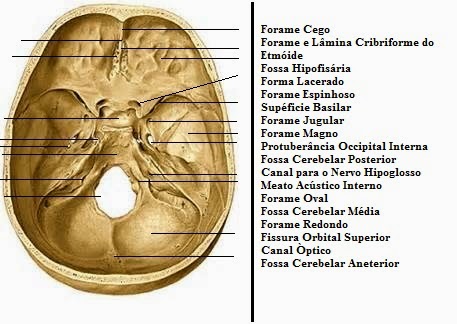 Forames Do Cranio Vista Inferior - todayjthl.over-blog.com