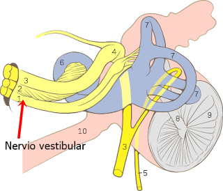 Sistemas Sensoriales
