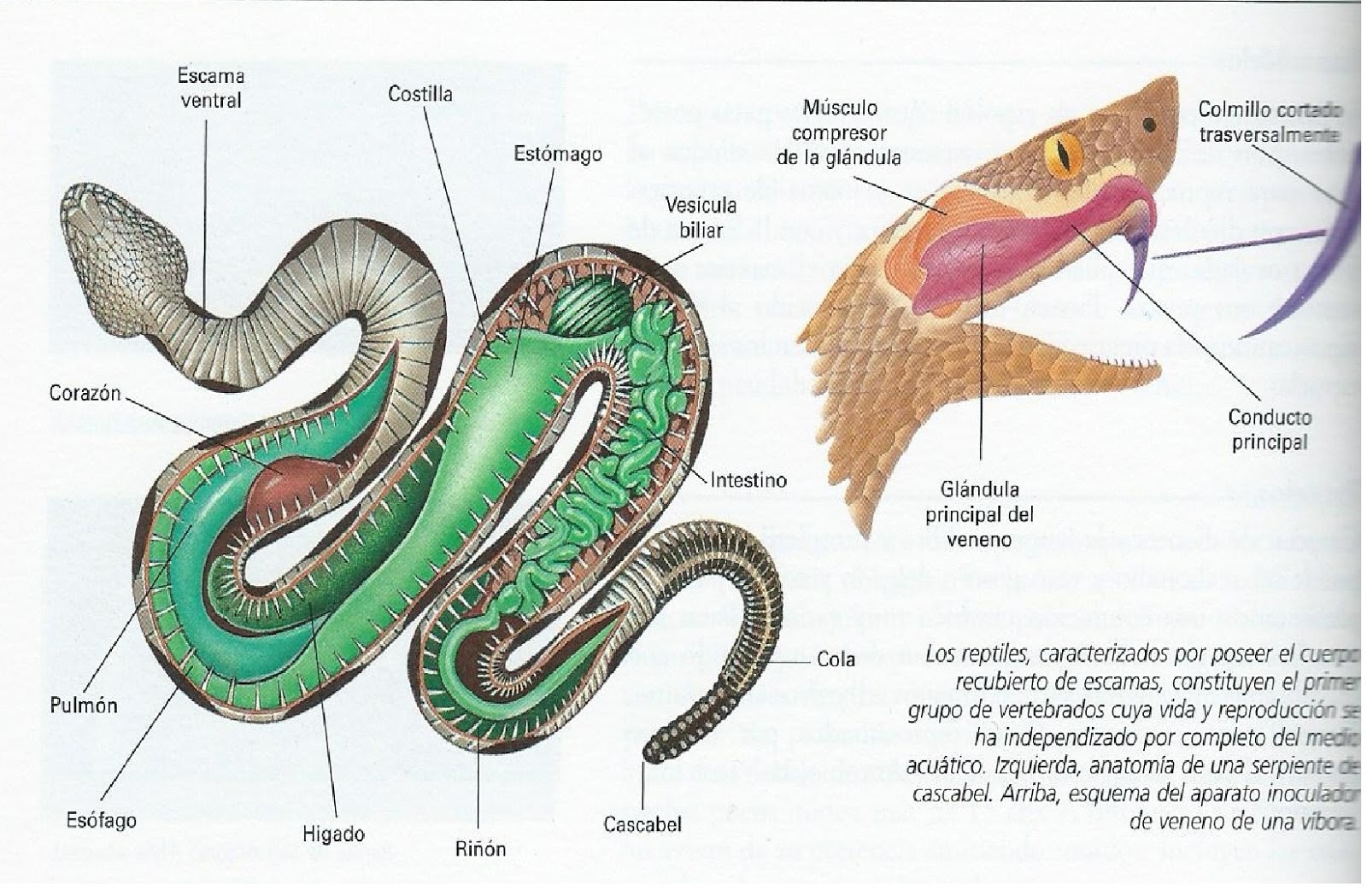 Periódico Digital. Ciencias I : ADAPTACIÓN DE ALGUNOS ORGANISMOS EN LA ...